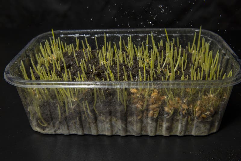 Germinating Wheat Grain in a Tray Stock Image - Image of growth, seed ...