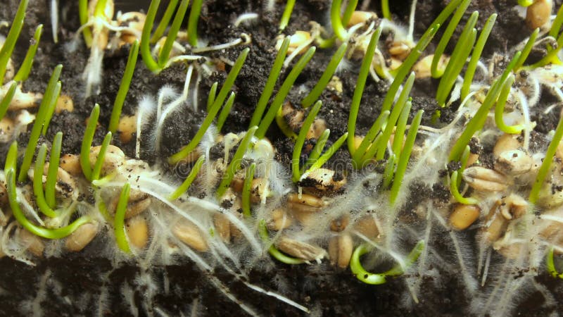 Germinating Wheat Seed Growing in Ground. Bread Sprouting Spring ...