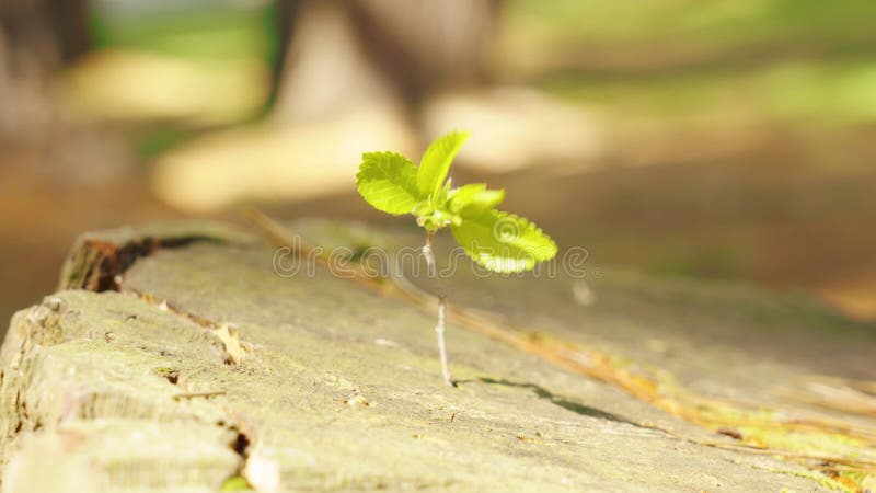 A Germinating Young Sprout with a Green Leaf on a Stump of a Cut Tree ...