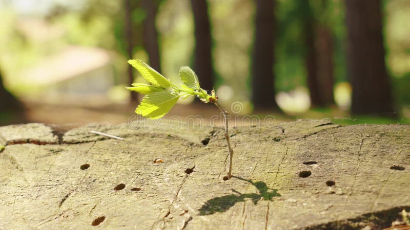 A Germinating Young Sprout with a Green Leaf on a Stump of a Cut Tree ...