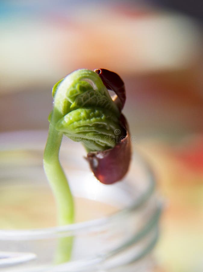 16,257 Germination Photos - Free & Royalty-Free Stock Photos from ...