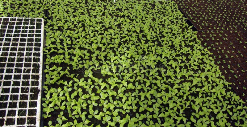 Agriculture shed farm stock image. Image of botanical - 13432859