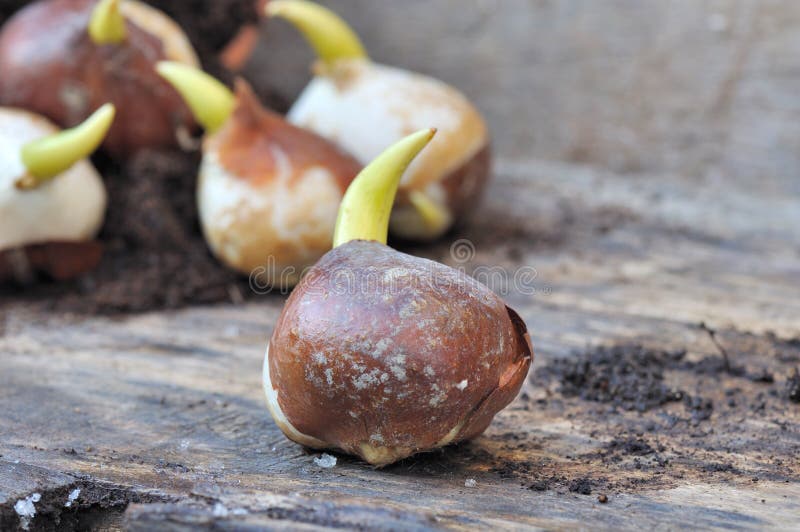 Germination of a tulip stock image. Image of sprouting - 23143693