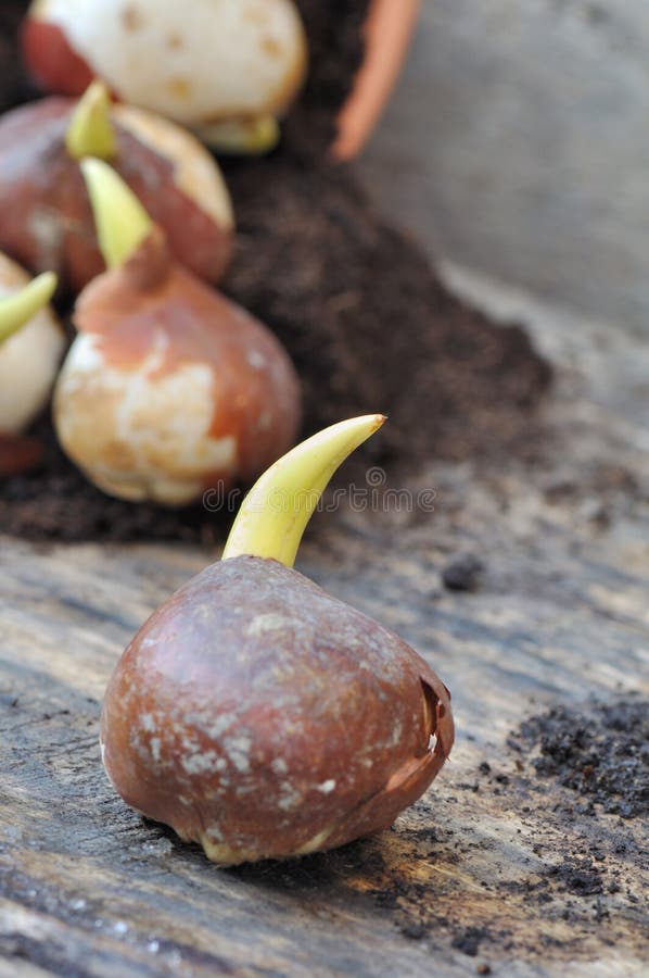 Germination of bulb stock photo. Image of botany, spring - 29155676