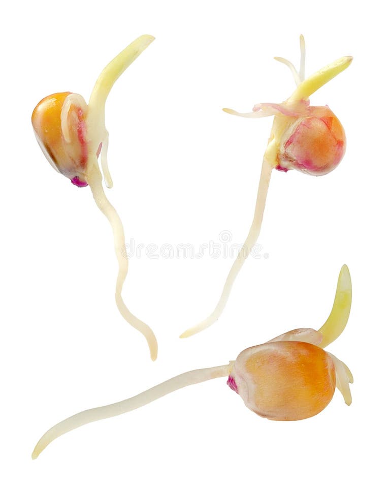 508 Germination Maize Stock Photos - Free & Royalty-Free Stock Photos ...