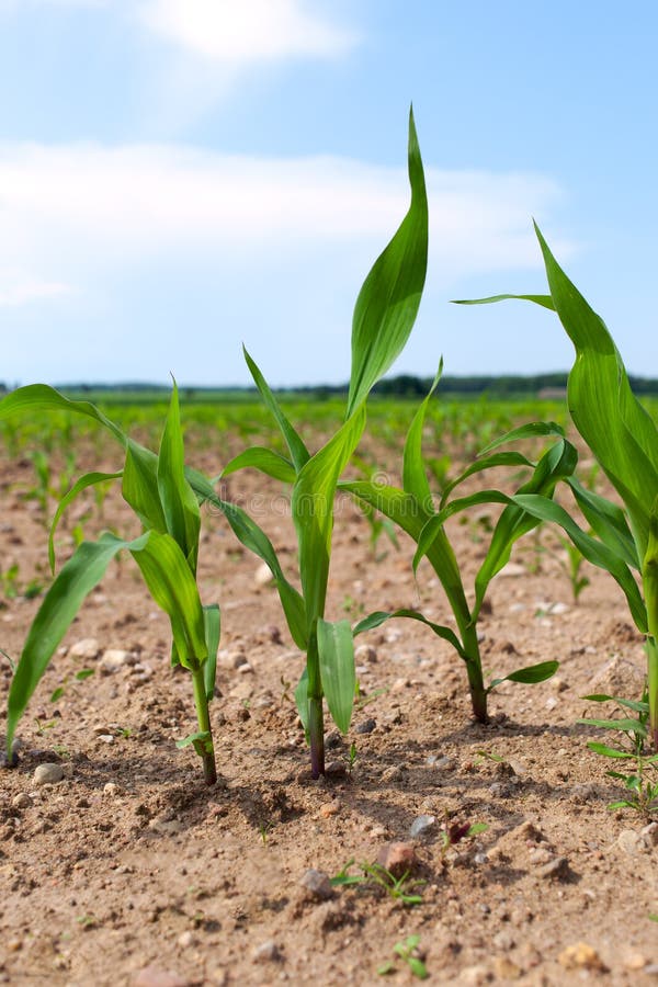 Germination of corn. stock photo. Image of corn, countryside - 31478858