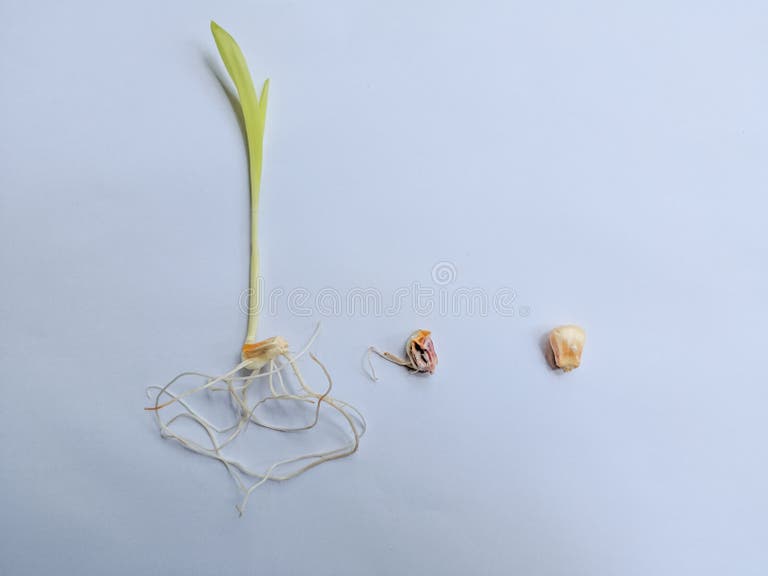 Germination in corn stock image. Image of petal, lighting - 238884753