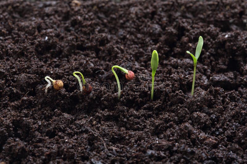 Germination De La Plante De Coriandre (persil) Image stock - Image of ...