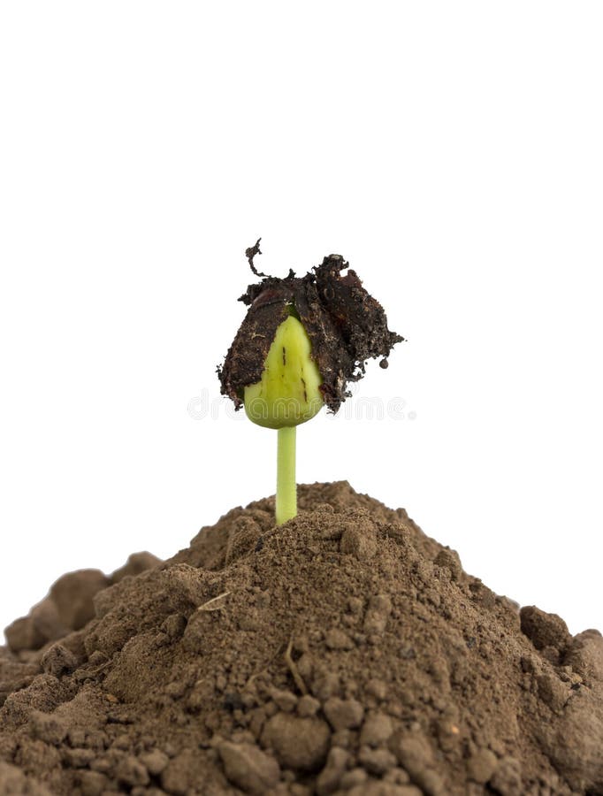 Germination De Graine D'haricot Photo stock - Image du accroissement ...