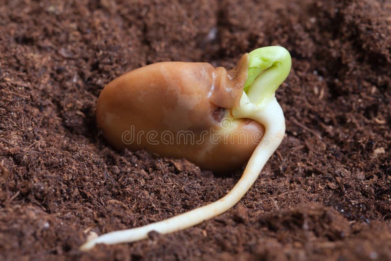 Germination De Graine D'haricot Photo stock - Image du haricot, saison ...
