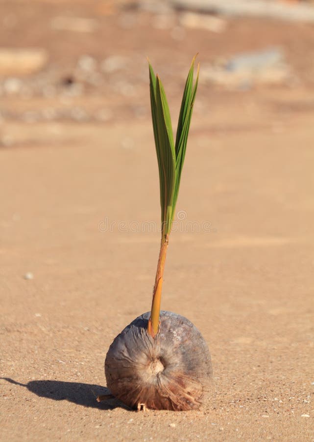 La noix de coco pousse. image stock. Image du pétrole - 32780215