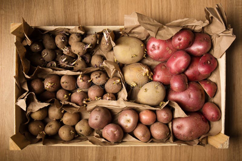 Germination of Different Varieties of Potatoes in a Large Box Stock ...