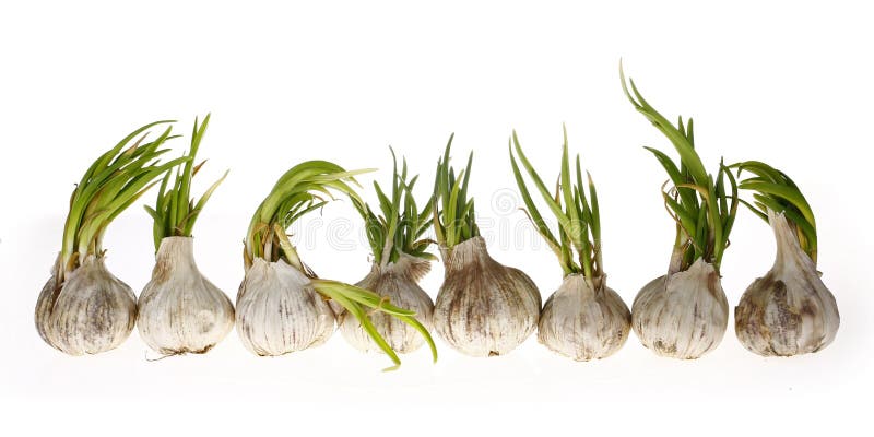 Germination of Garlic Cut in on a White Background Stock Image - Image ...