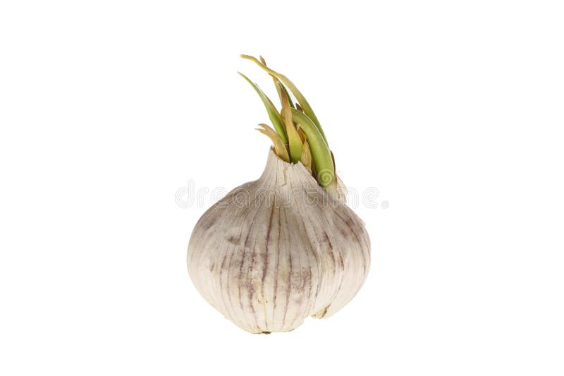 Germination of Garlic Cut in on a White Background Stock Illustration ...