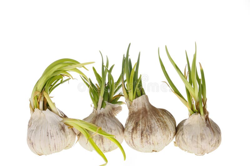 Germination of Garlic Cut in on a White Background Stock Photo - Image ...