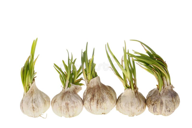 Germination of Garlic Cut in on a White Background Stock Photo - Image ...
