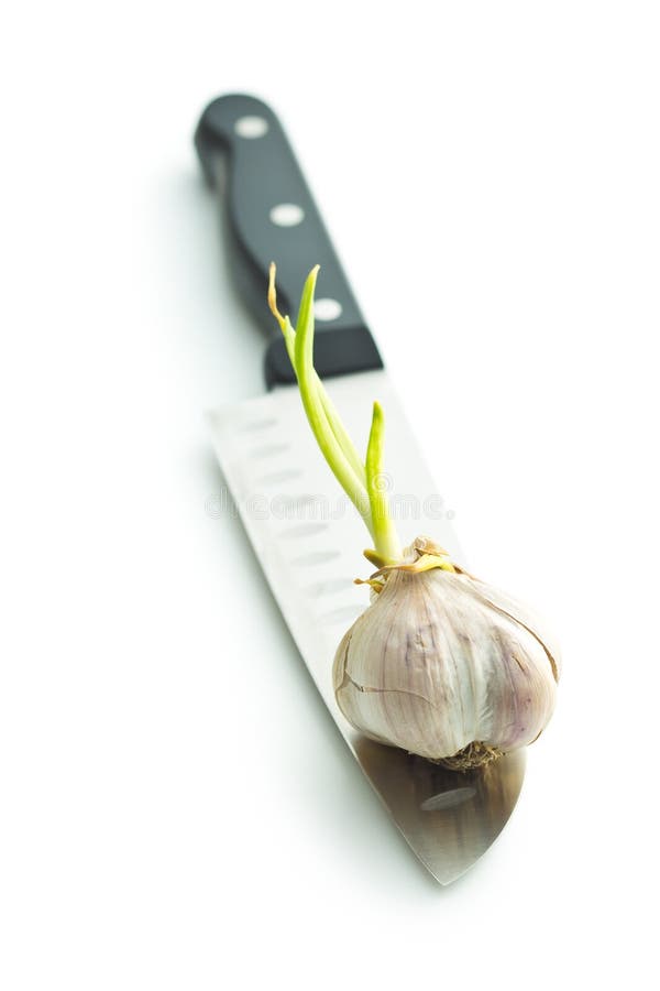 The germination garlic. stock photo. Image of health - 89015582
