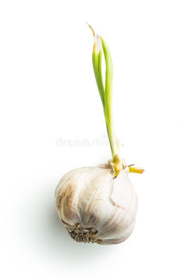 The germination garlic. stock image. Image of natural - 89015679