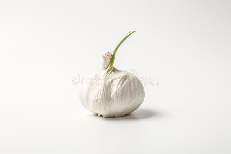 The germination of garlic stock photo. Image of garlic - 59286870