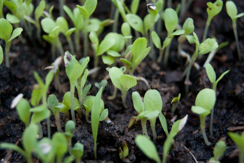 Germination Germination Tray Stock Image - Image of grow, kale: 34767527