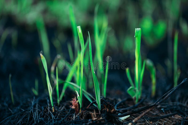 Germination of Grass after a Fire, Restoration of Nature, Natural ...