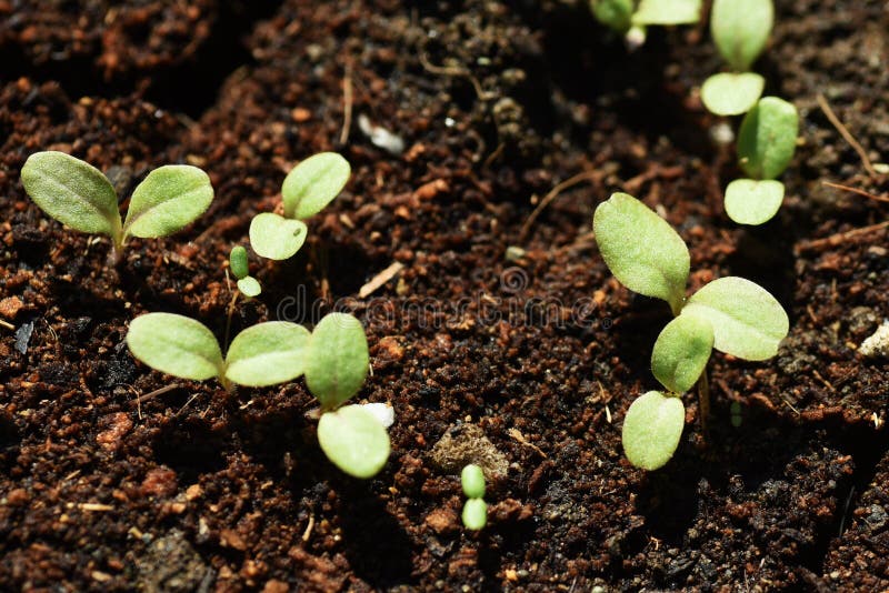 Lettuce germination stock image. Image of agricultural - 30200945
