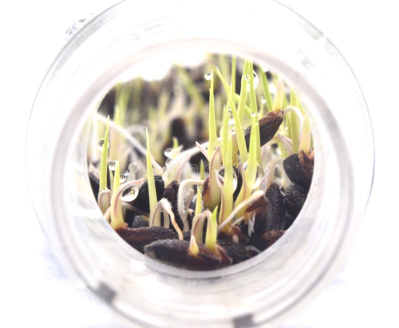 Germination stock image. Image of vitamins, healthy, jasmine - 43850989