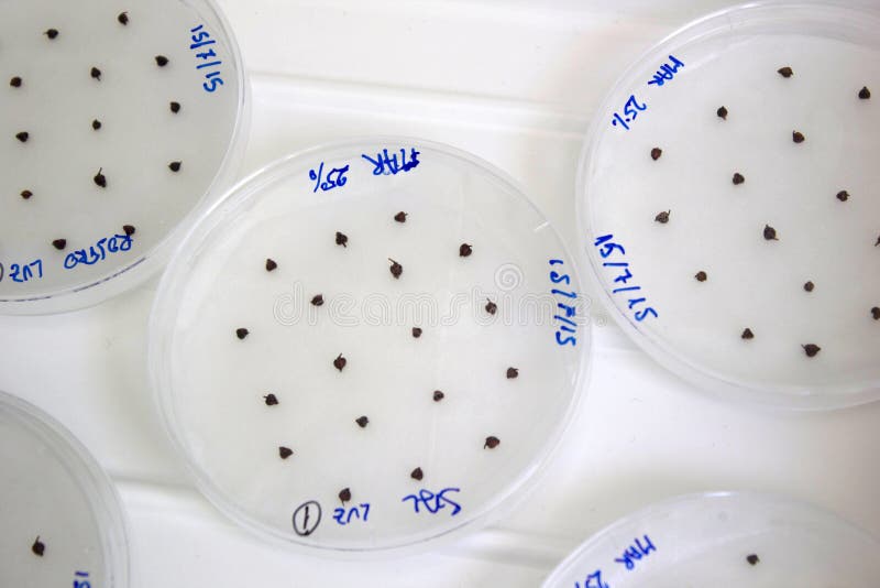 Germination lab stock image. Image of growth, germination - 59767073