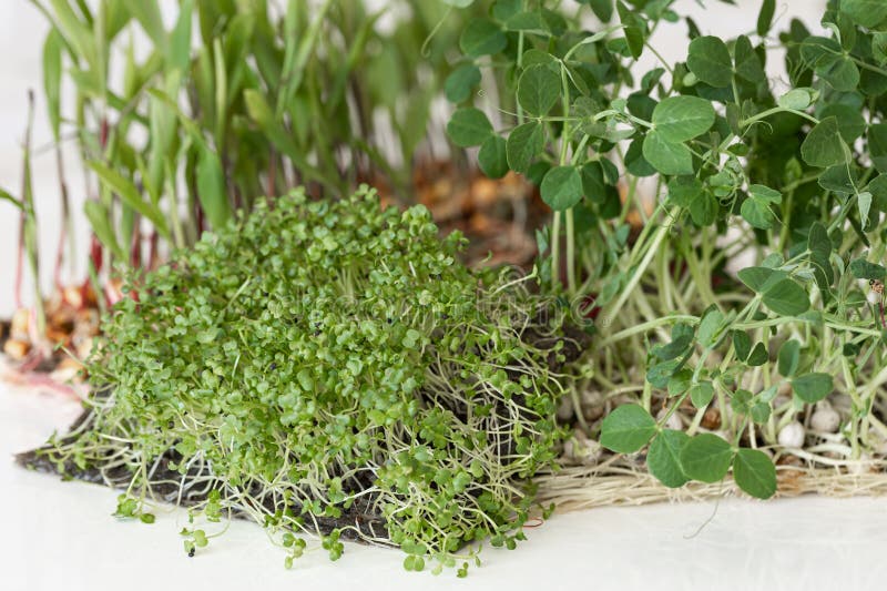Germination of Microgreens. Germination of Seeds at Home Stock Photo ...
