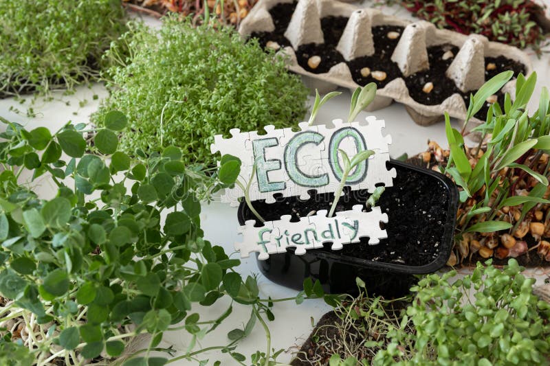 Germination of Microgreens. Germination of Seeds at Home. Stock Image ...