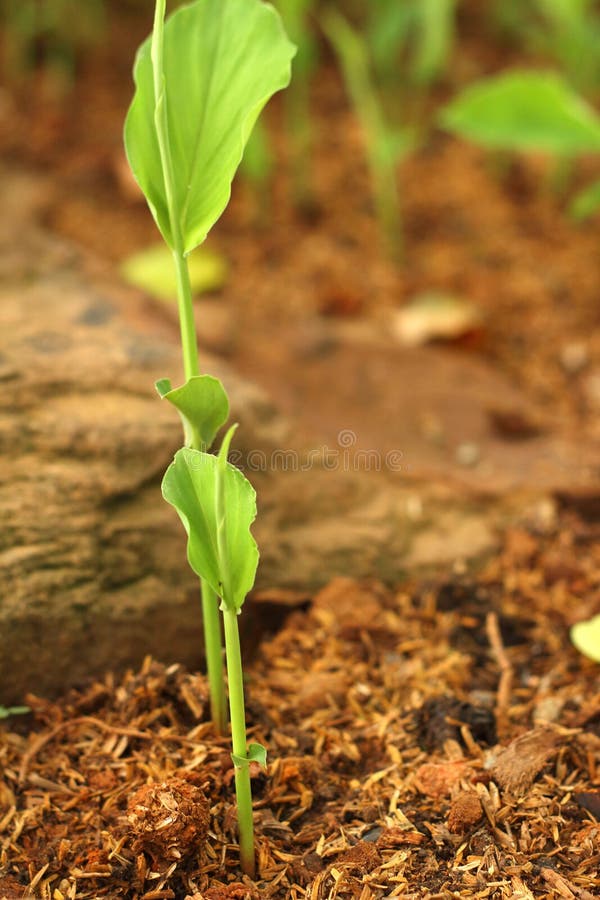 Germination is the New Life of Green Seedlings. Stock Image - Image of ...