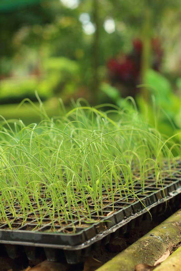 Germination is the New Life of Green Seedlings. Stock Photo - Image of ...