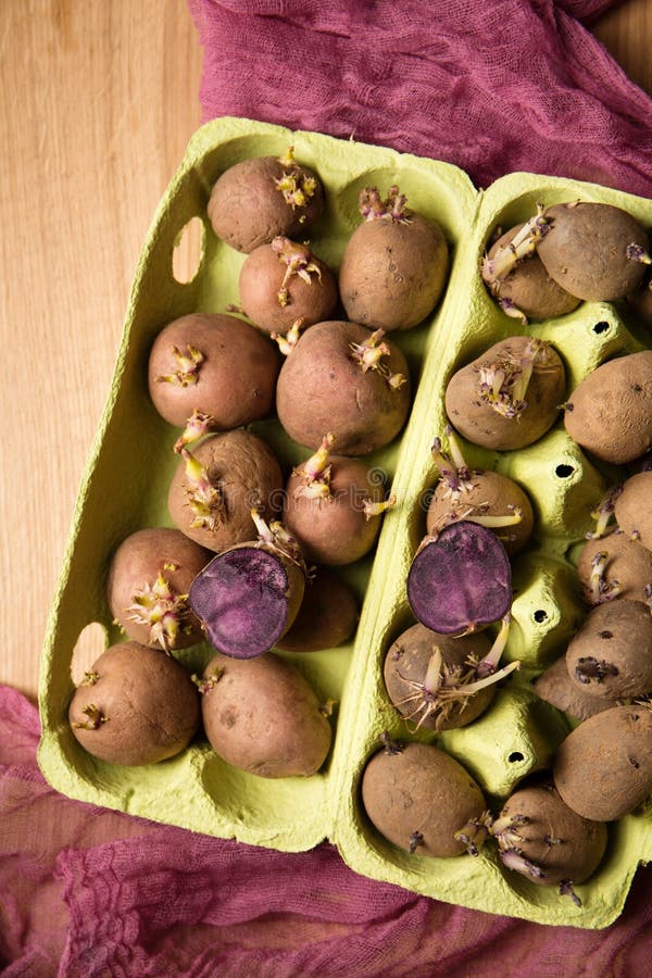 Germination of Potatoes, Top View Stock Image - Image of nature, spring ...