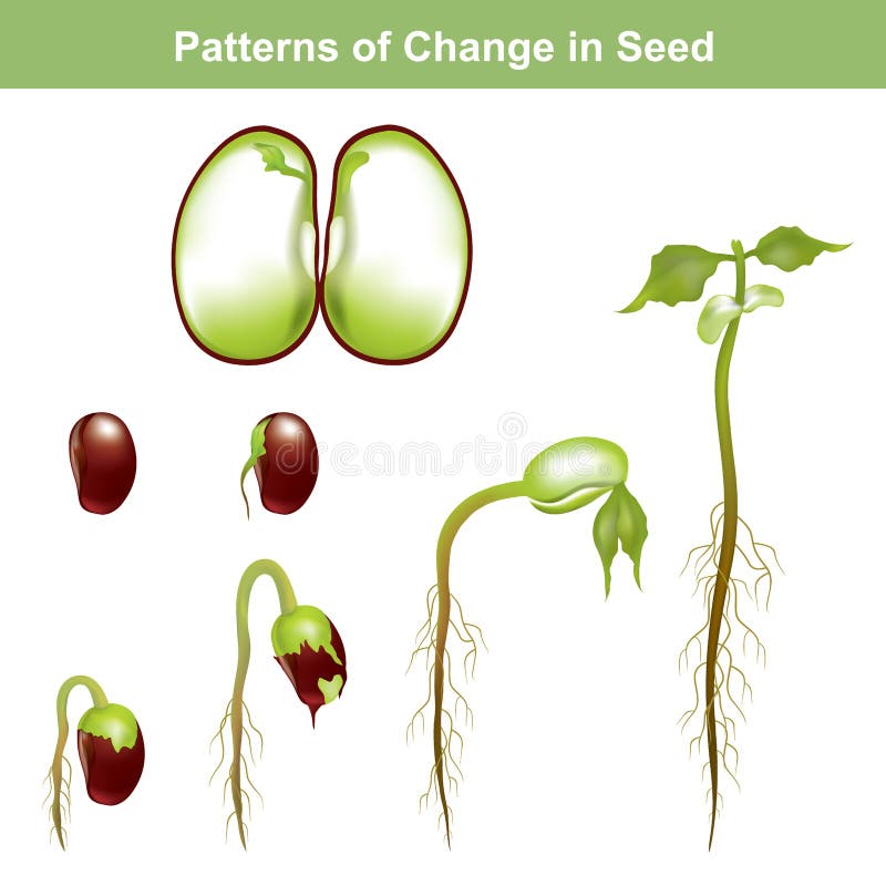Germination of seed stock illustration. Illustration of growth - 38903040