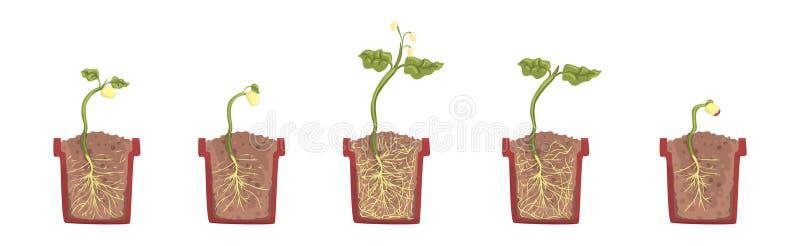 Germination Seed in Flower Pot Cross Section with Soil and Root Vector ...