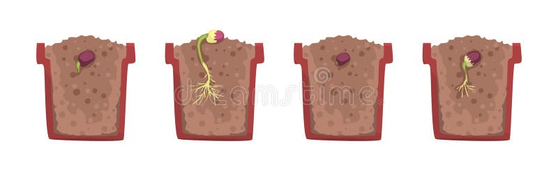 Germination Seed in Flower Pot Cross Section with Soil and Root Vector ...