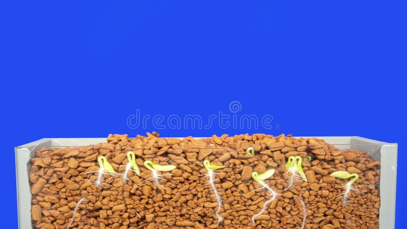 Germination of Seeds in Hydroponics. Aerial Elevation and Root System ...