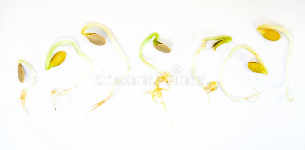 Germination Sequence of Pumpkin Seeds. the Concept of Growth and ...