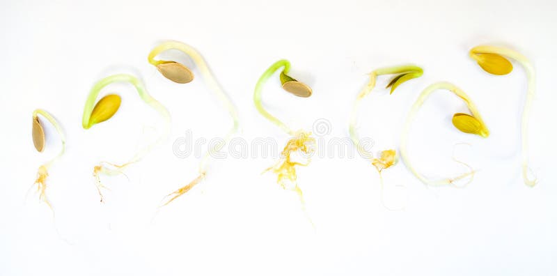Sequence of Pumpkin Plant Growing Isolated Stock Photo - Image of ...