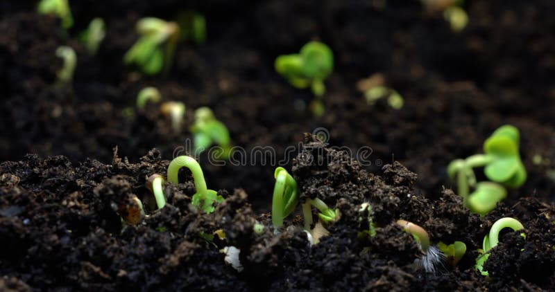 Germination of a Sprout from the Ground and the Appearance of a Plant ...