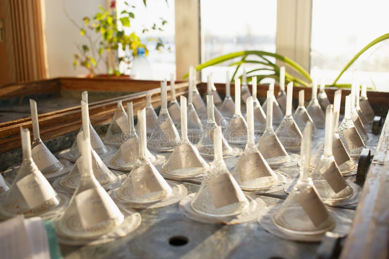 Germination Table with Seeds in Filter Funnels Stock Photo - Image of ...