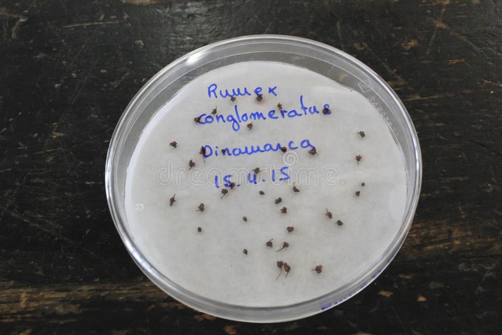 Germination test stock photo. Image of propagation, plate - 53141942