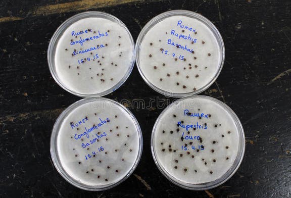 Germination test stock image. Image of plate, test, plants - 53149605