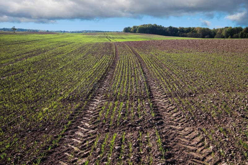 Germination of wheat. stock photo. Image of autumn, farm - 45919728