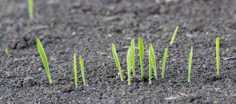 Germination of Wheat Isolated on White Background Stock Image - Image ...