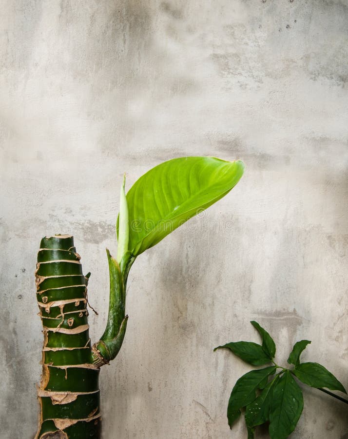 Germine Da Planta Do Dieffenbachia Com Parede Do Cimento Imagem de ...
