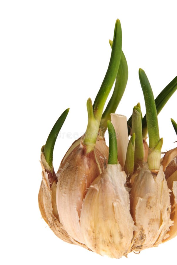 24,263 Germine Fotos de stock - Fotos libres de regalías de Dreamstime