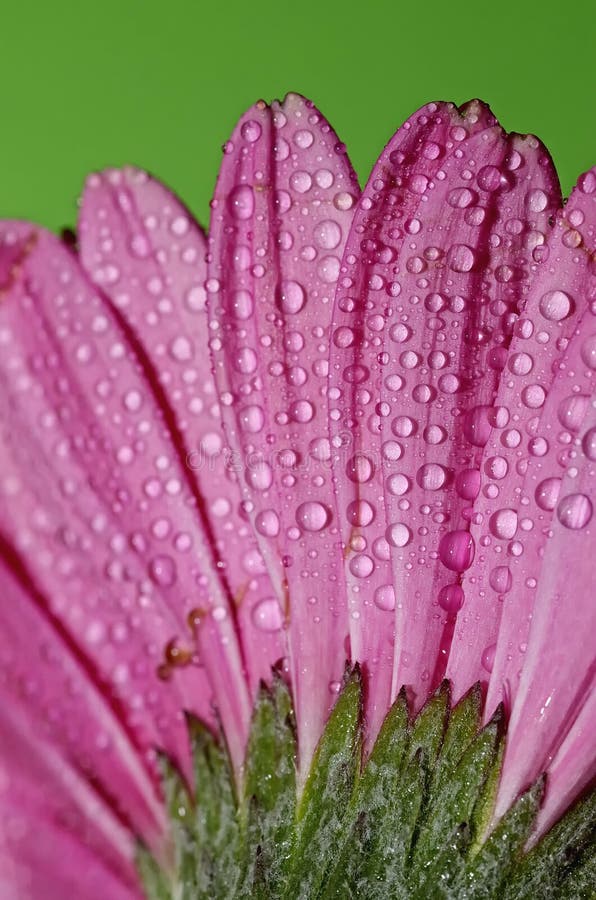 Germini flower stock photo. Image of germini, droplet - 30431754