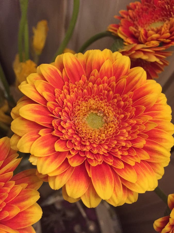 Germini flower stock image. Image of bloom, circle, germini - 30431773