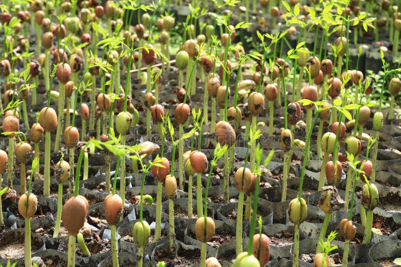 Germini il seme fotografia stock. Immagine di agricoltura - 25908616